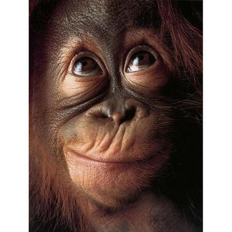 Affe